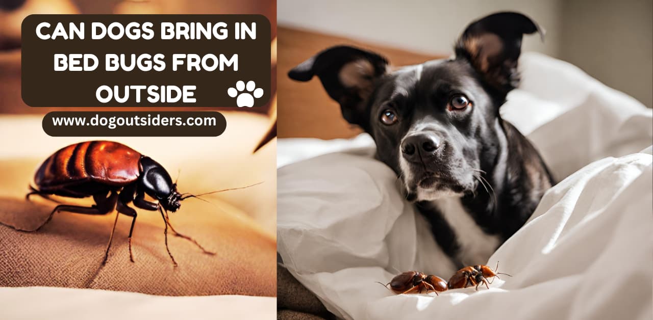 Can Dogs Bring in Bed Bugs from Outside? the Risks