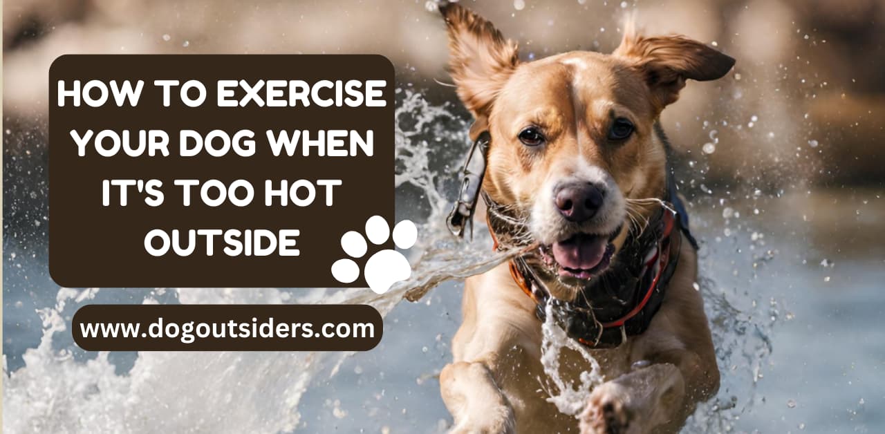 How to Exercise Your Dog When It's Too Hot Outside: Indoor Ideas - Dog ...