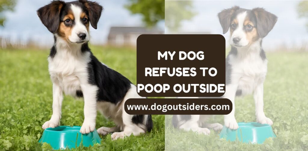 My Dog Refuses to Poop Outside: Understanding and Solutions