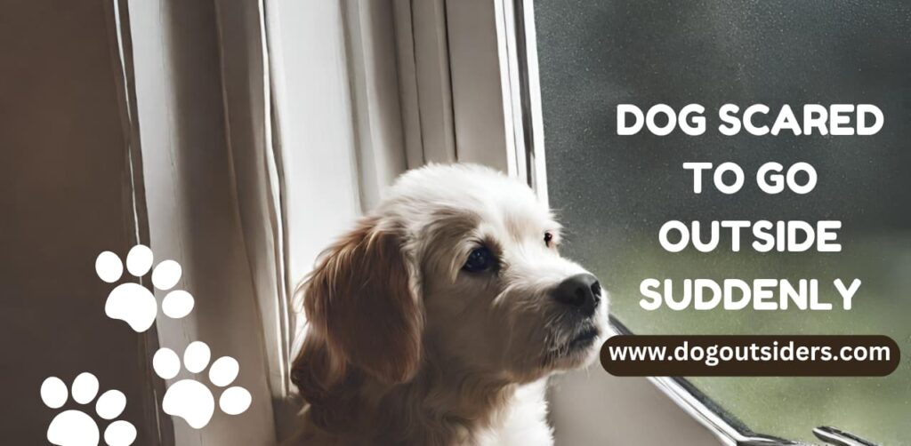 Dog Scared to Go Outside Suddenly: My Tips for Overcoming Fear