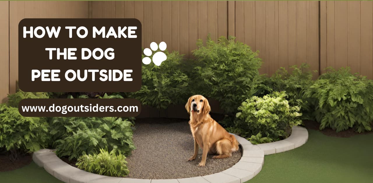 How To Make The Dog Pee Outside:Best Tips - Dog Outsiders