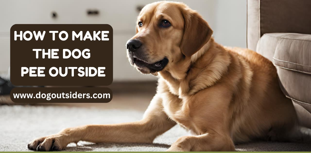 How To Make The Dog Pee Outside:Best Tips - Dog Outsiders