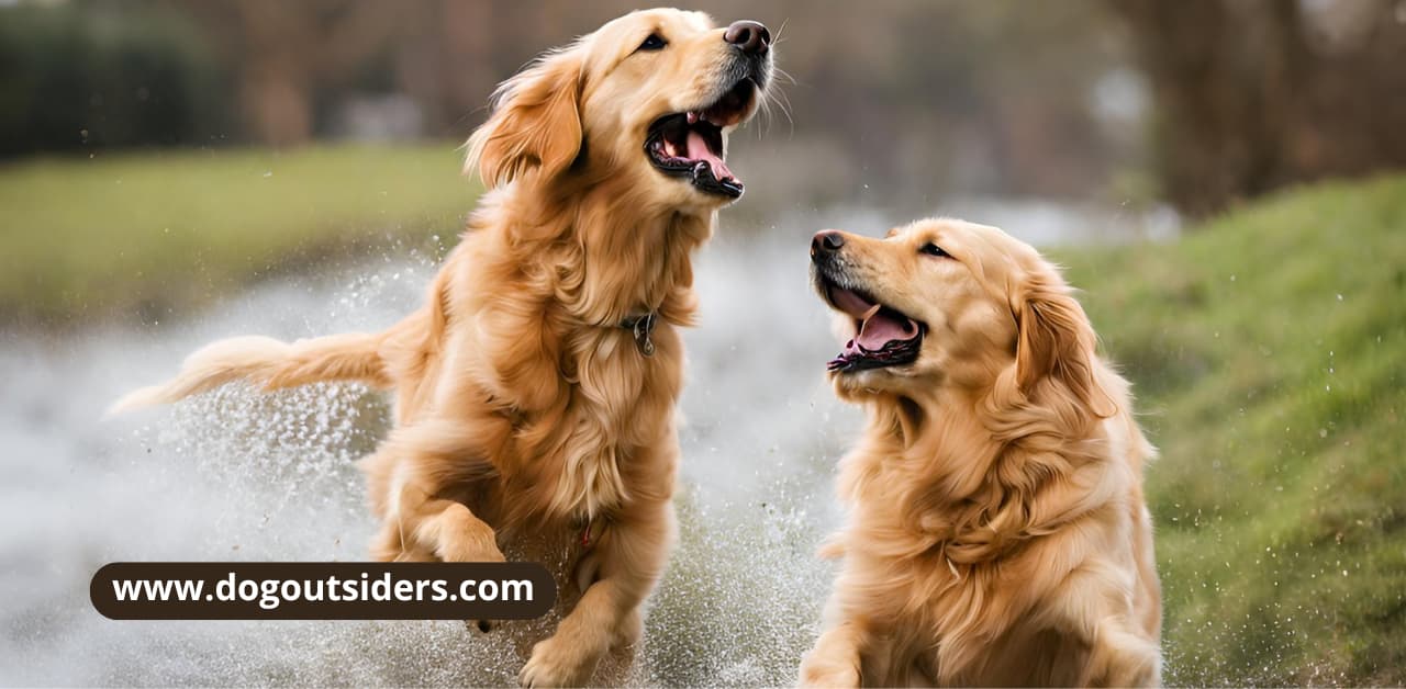 Can golden retrievers live outside? The Truth Unleashed - Dog Outsiders