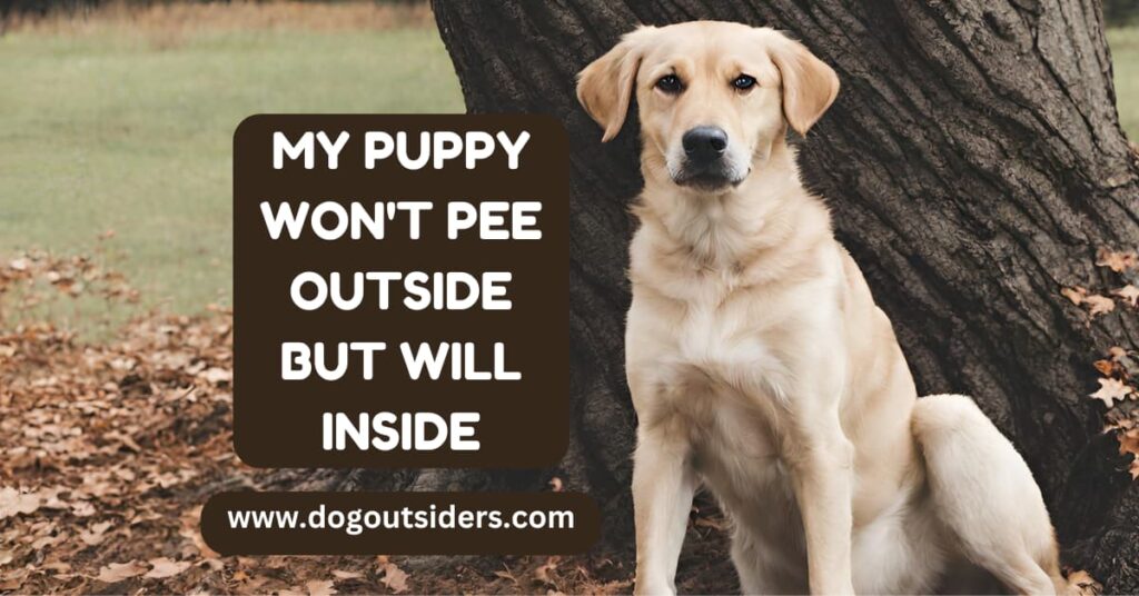 Dogs That Can Live Outside Year Round: Top 10 Hardy Breeds - Dog Outsiders