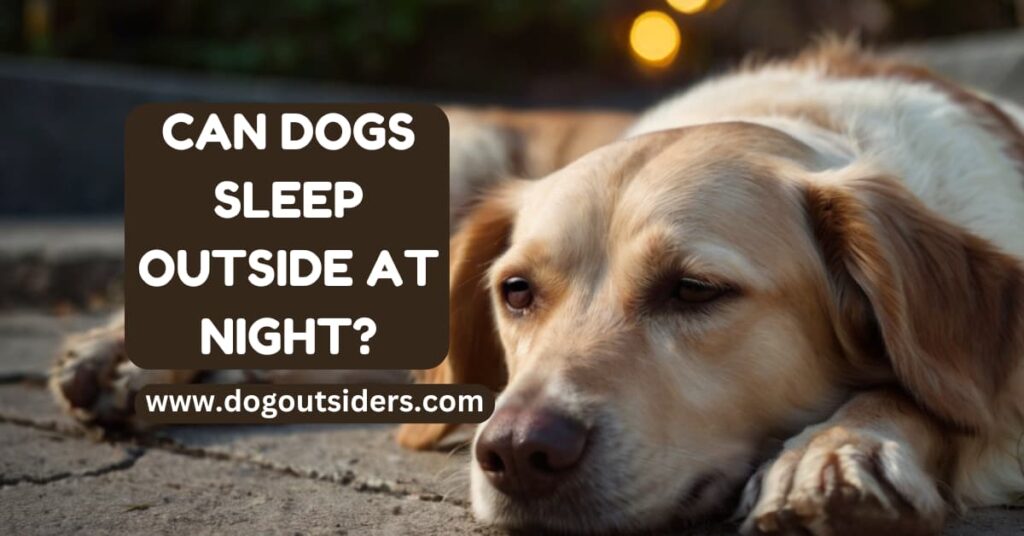 Dogs That Can Live Outside Year Round: Top 10 Hardy Breeds - Dog Outsiders