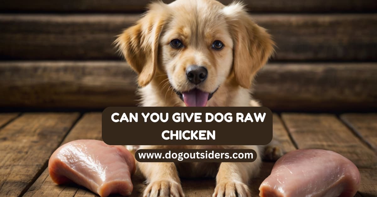 Can You Give Dog Raw Chicken? Essential Tips and Facts - Dog Outsiders