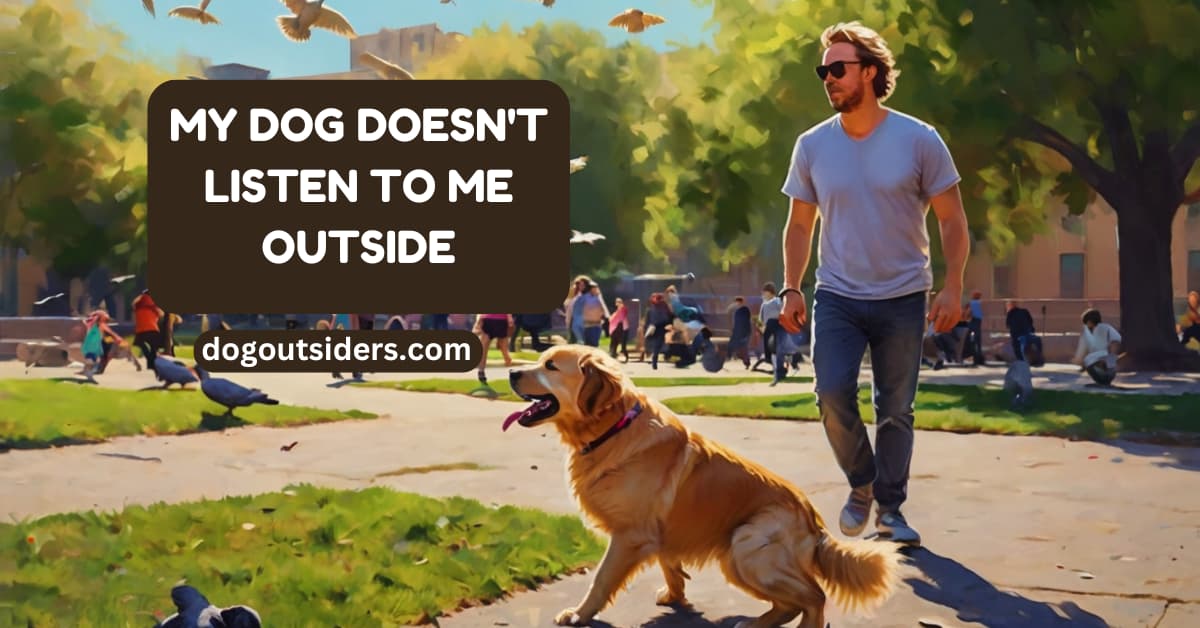 My Dog Doesn't Listen to Me Outside: Boosting Outdoor Obedience